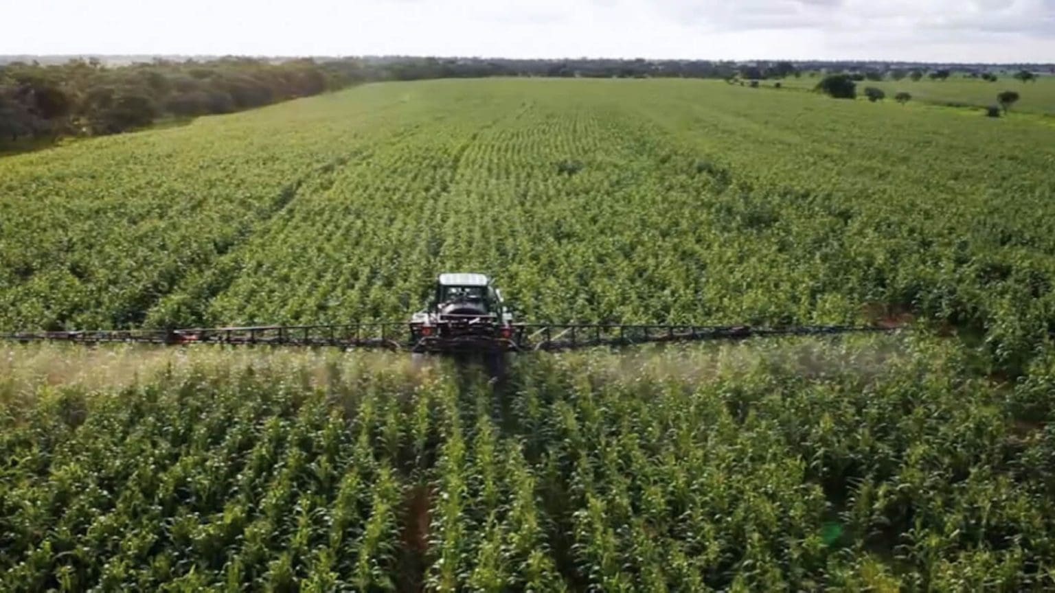 Golden Agri Inputs Limited receives US$1.23M investment to boost maize ...