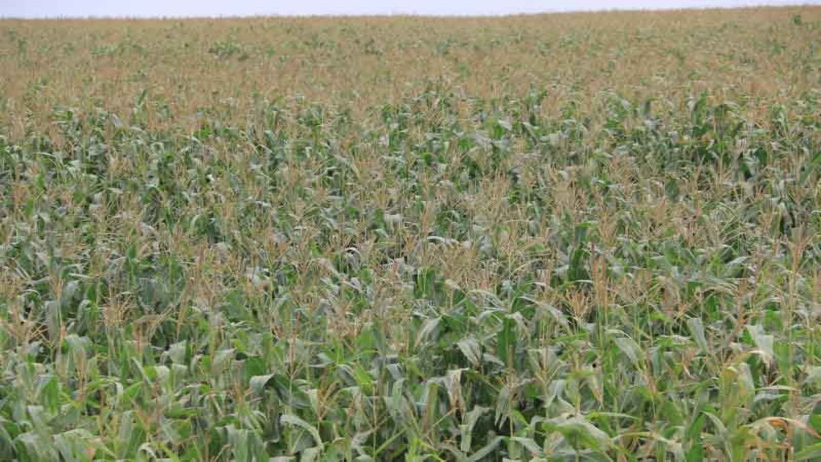 Kenya to cultivate maize crops on 500,000 acres of idle public land ...