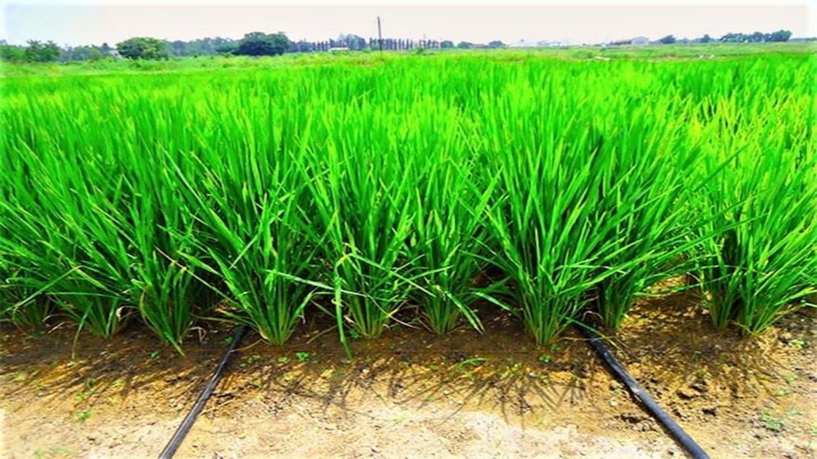 Zanzibar invests in irrigation and modern technology to boost rice ...