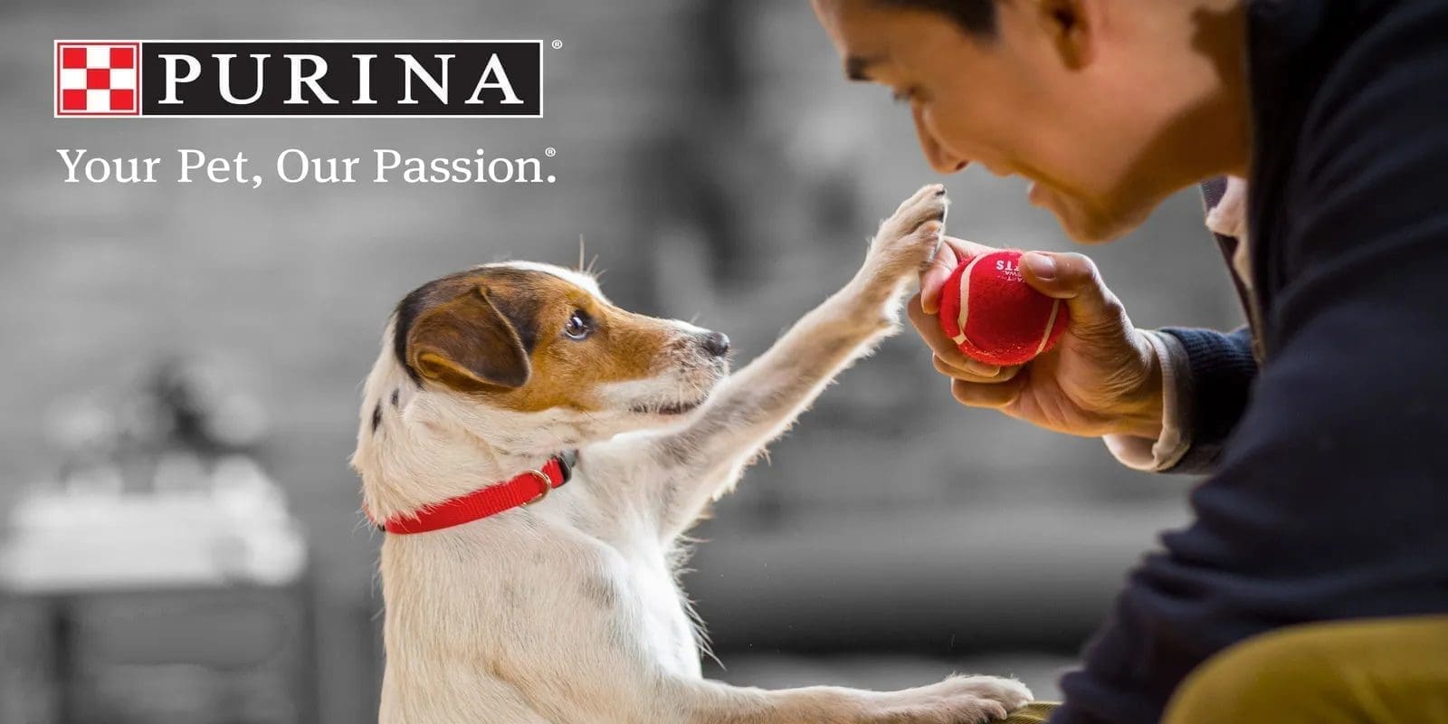 Purina PetCare leads Nestle’s organic growth in Q1 2023 results ...