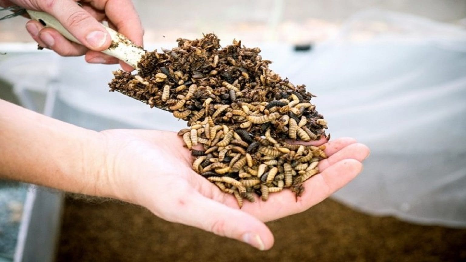Enorm Biofactory unveils Northern Europe’s largest insect factory in ...