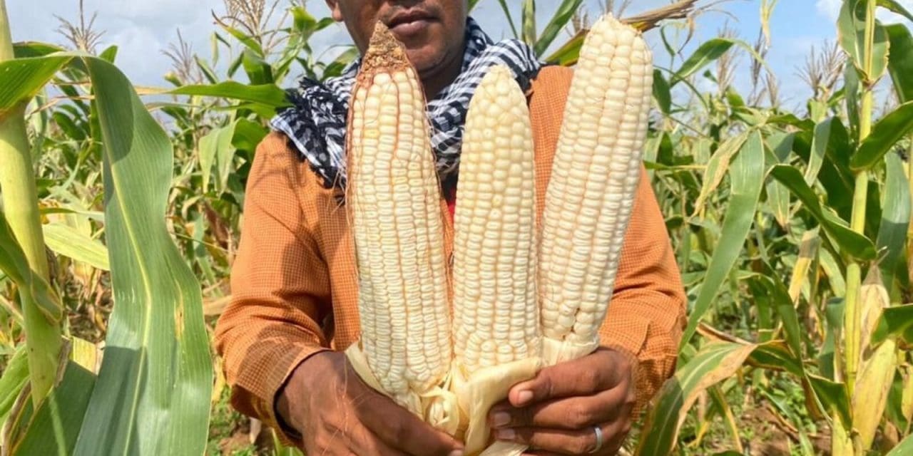 New high yielding, stress tolerant maize variety making breakthrough in ...