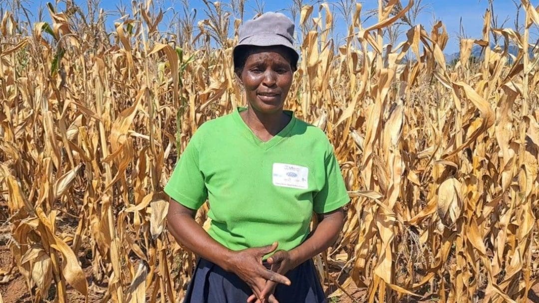 COUNTRY FOCUS: Zimbabwe’s Agricultural Crisis in 2023/24 | Milling ...